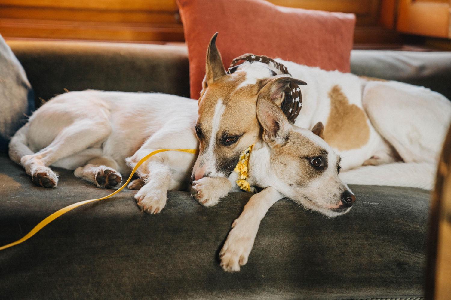 Gump – jsme dvojka láká diváky první ukázkou | TVGURU.cz