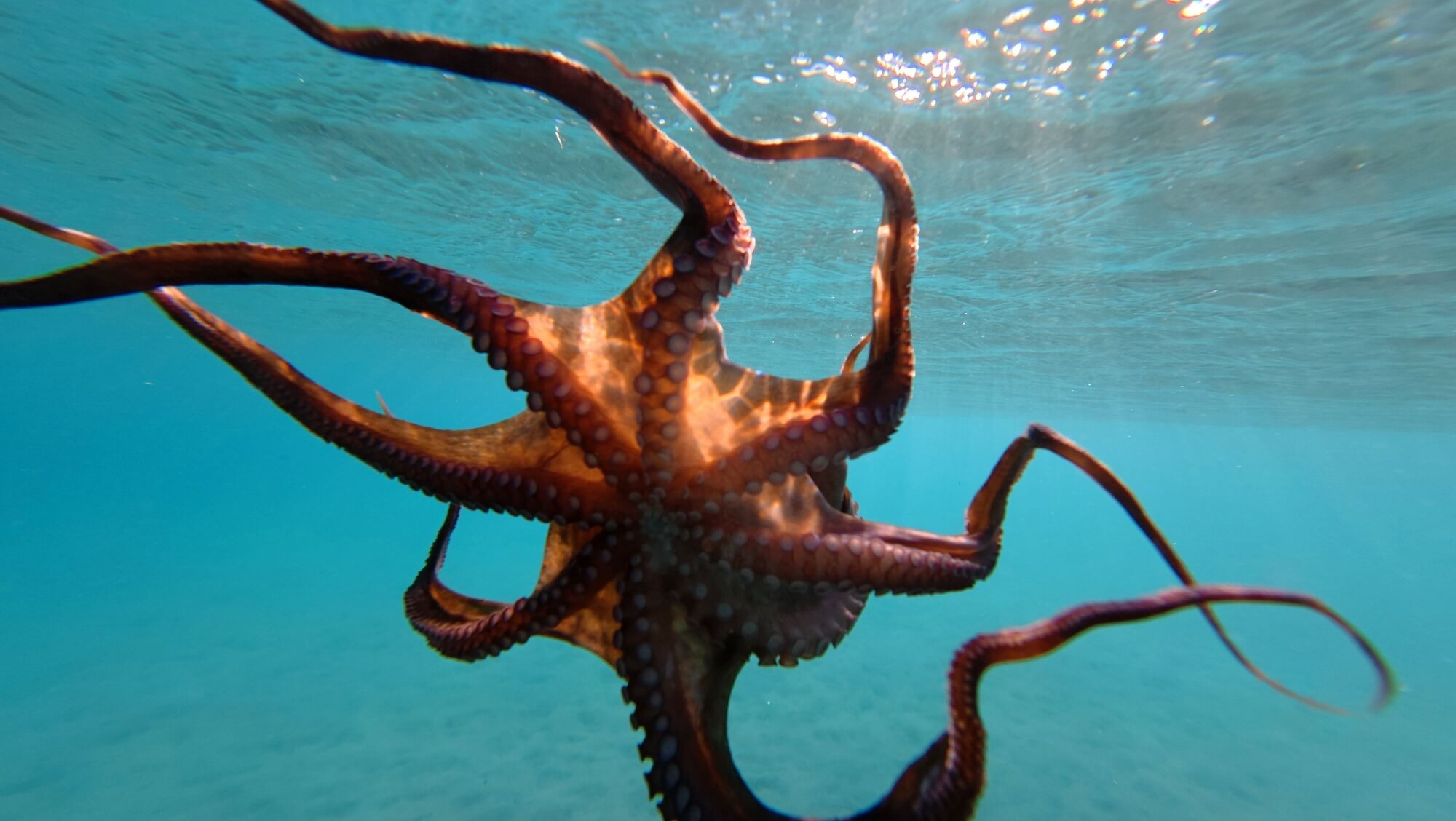 Octopus 2 vyhořel na celé čáře a stal se největším propadákem všech dob ...